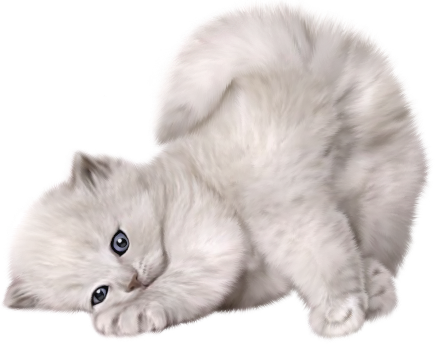 Cat PNG Cat PNG