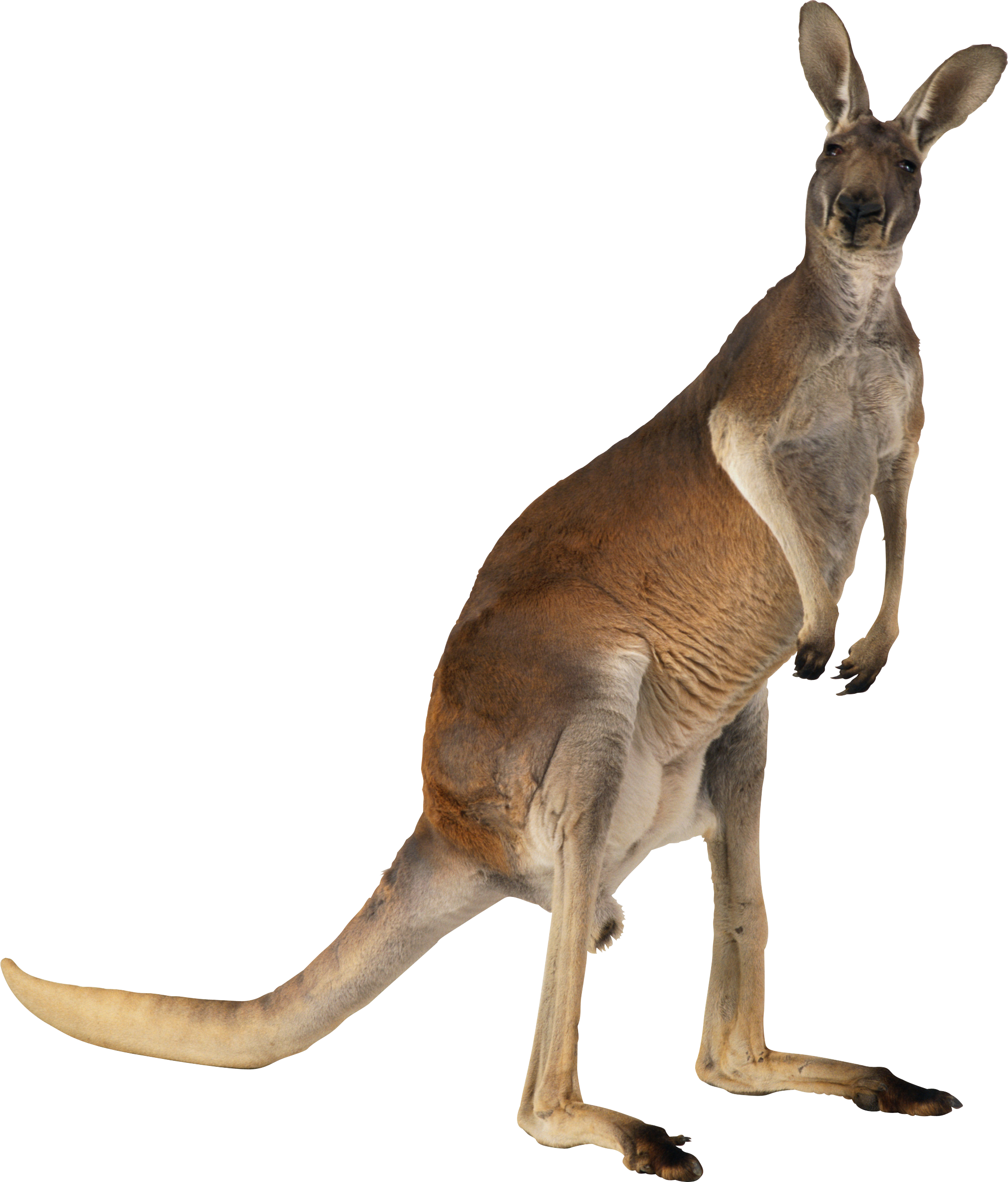 Kangaroo PNG