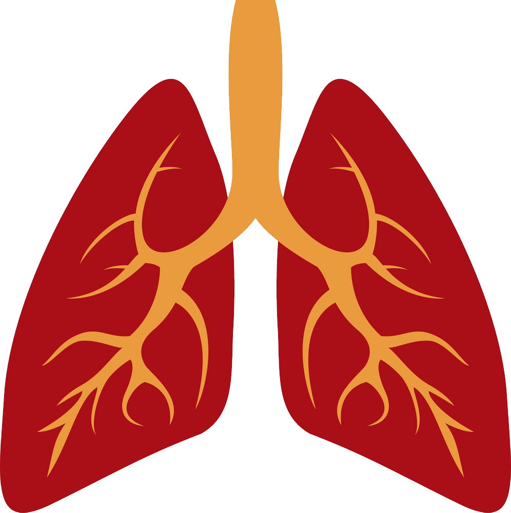 Lungs PNG