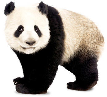 Panda PNG Panda PNG