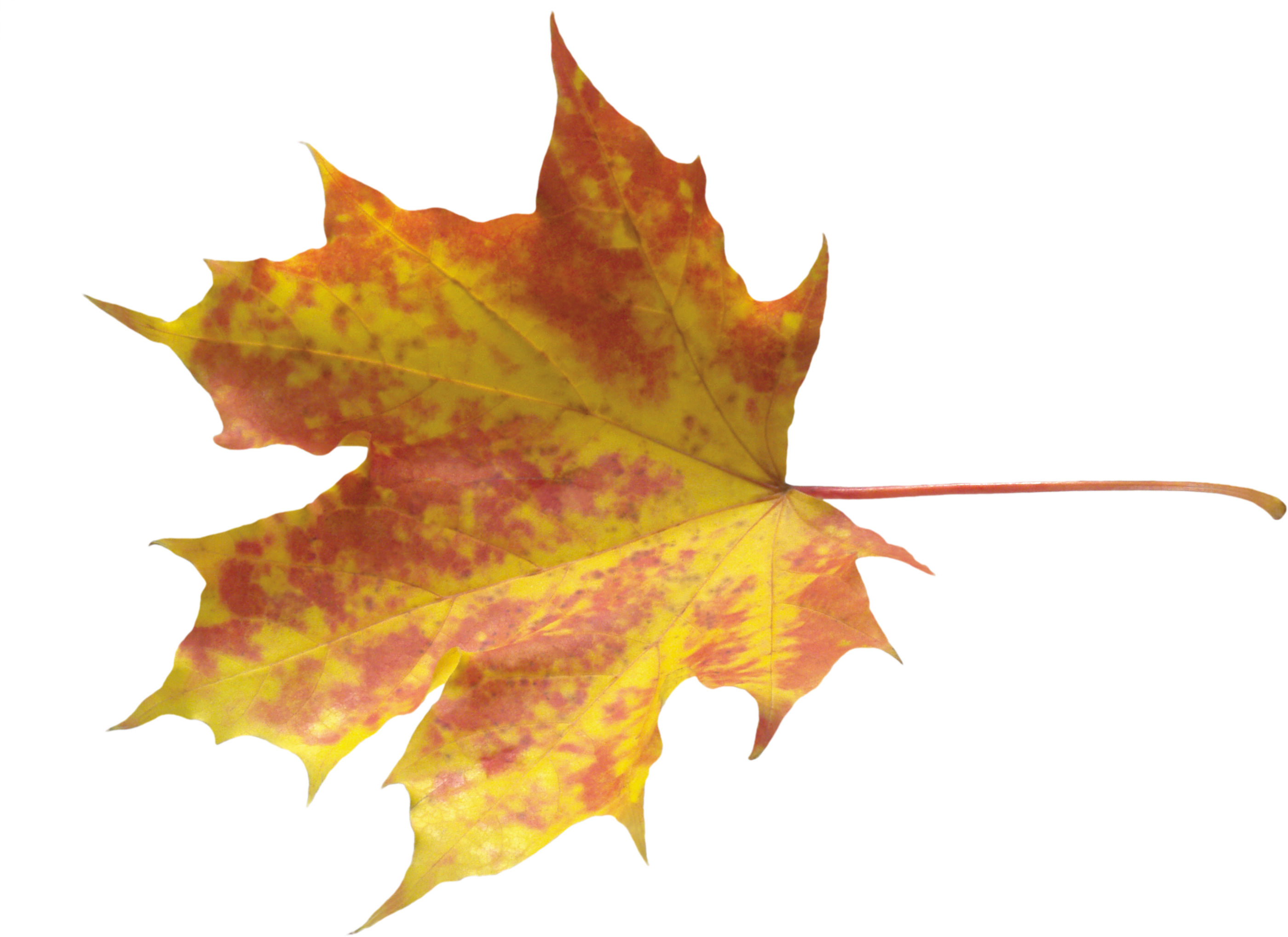 autumn PNG leaf
