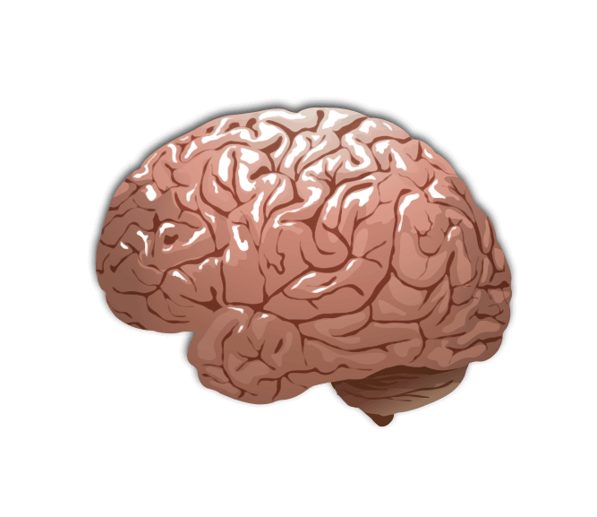 Cerebro PNG