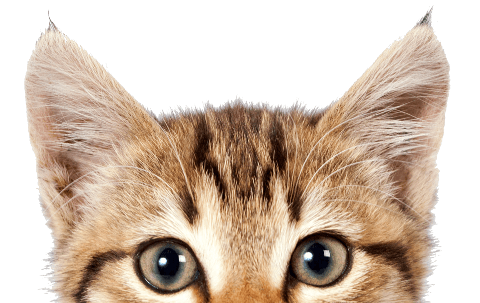 Cat PNG Cat PNG