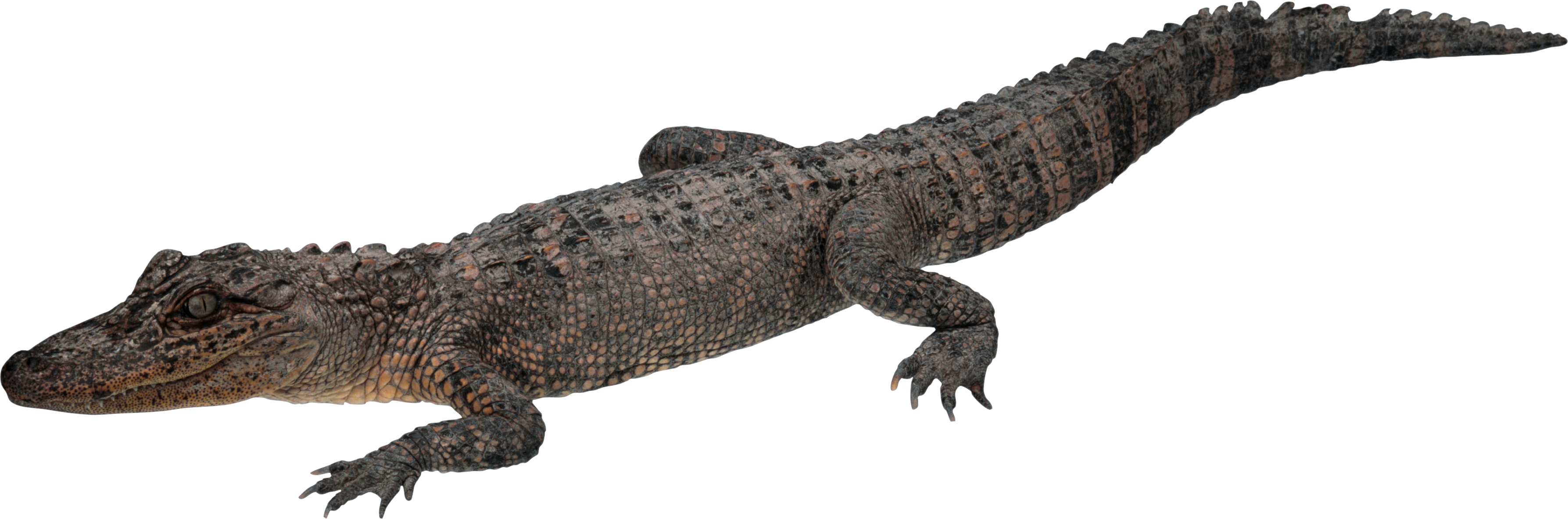 Crocodile PNG
