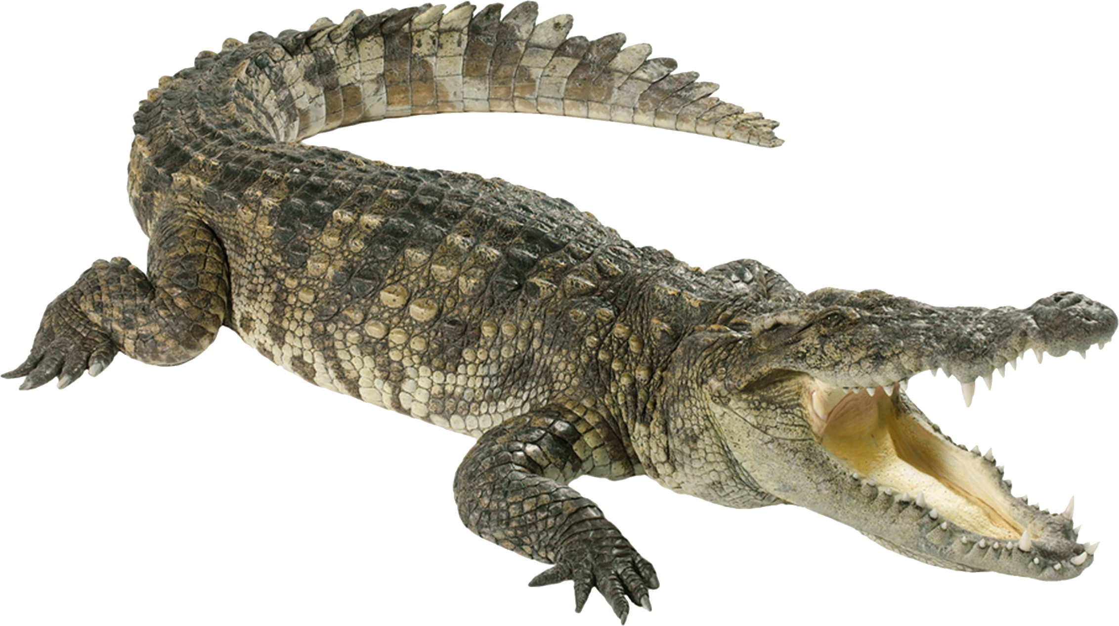 Crocodile PNG