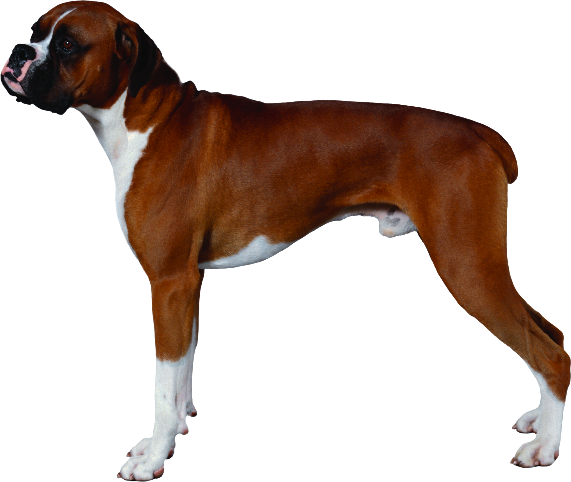 Dog PNG Transparent Image Download Size 2313x1953px