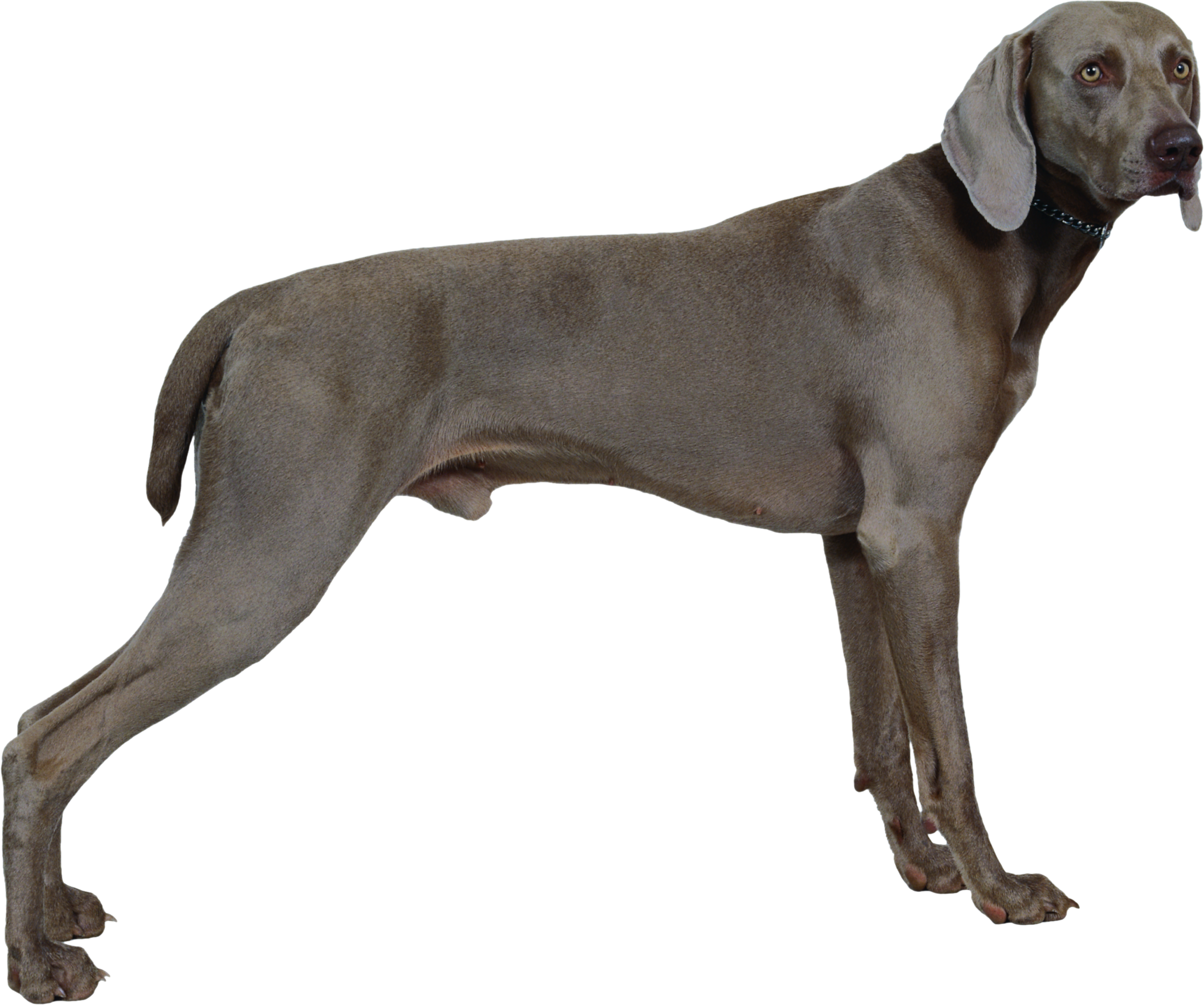 Dog PNG Transparent Image Download Size 2309x1928px