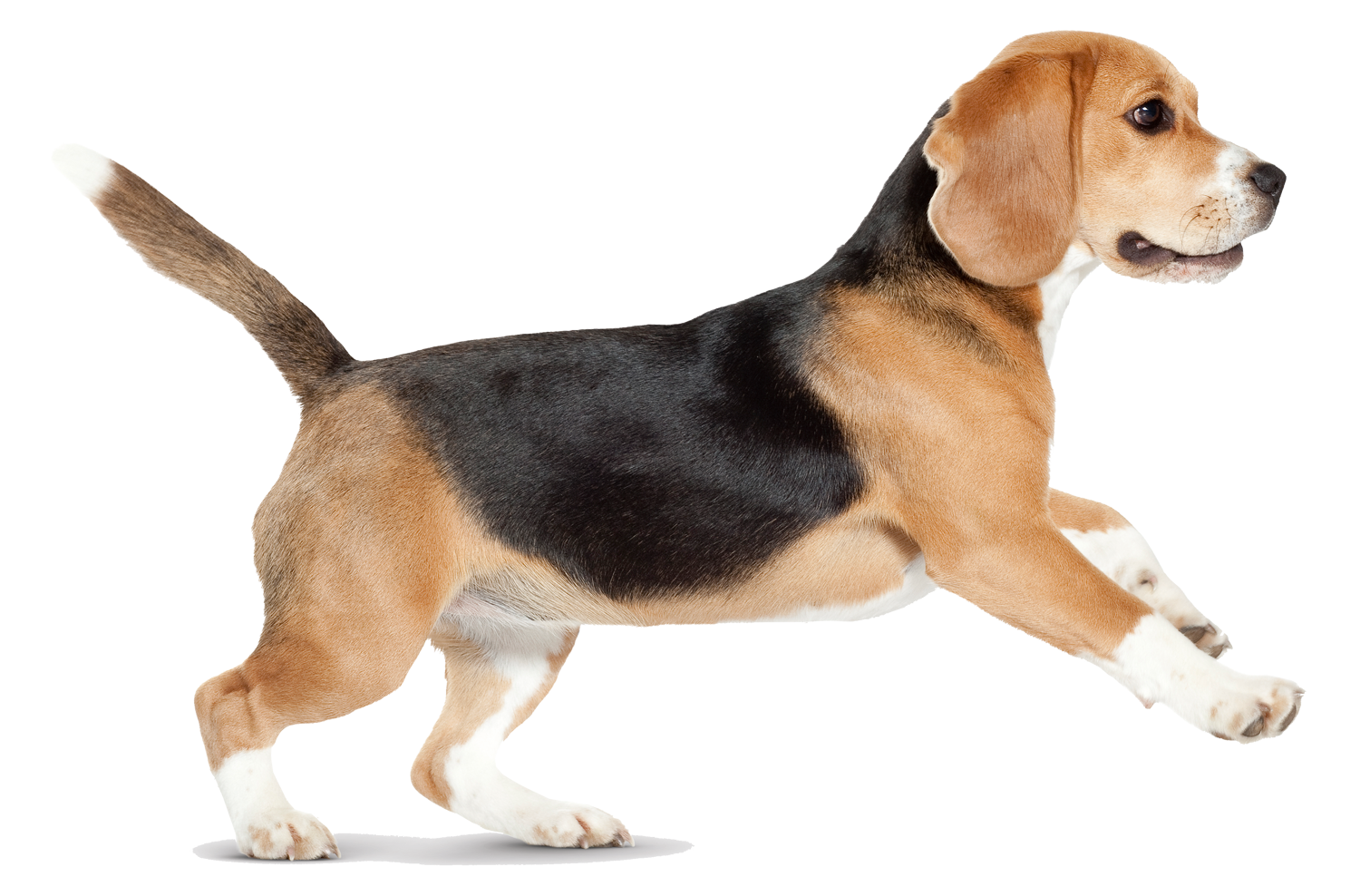 Dog PNG Transparent Image Download Size 1500x988px