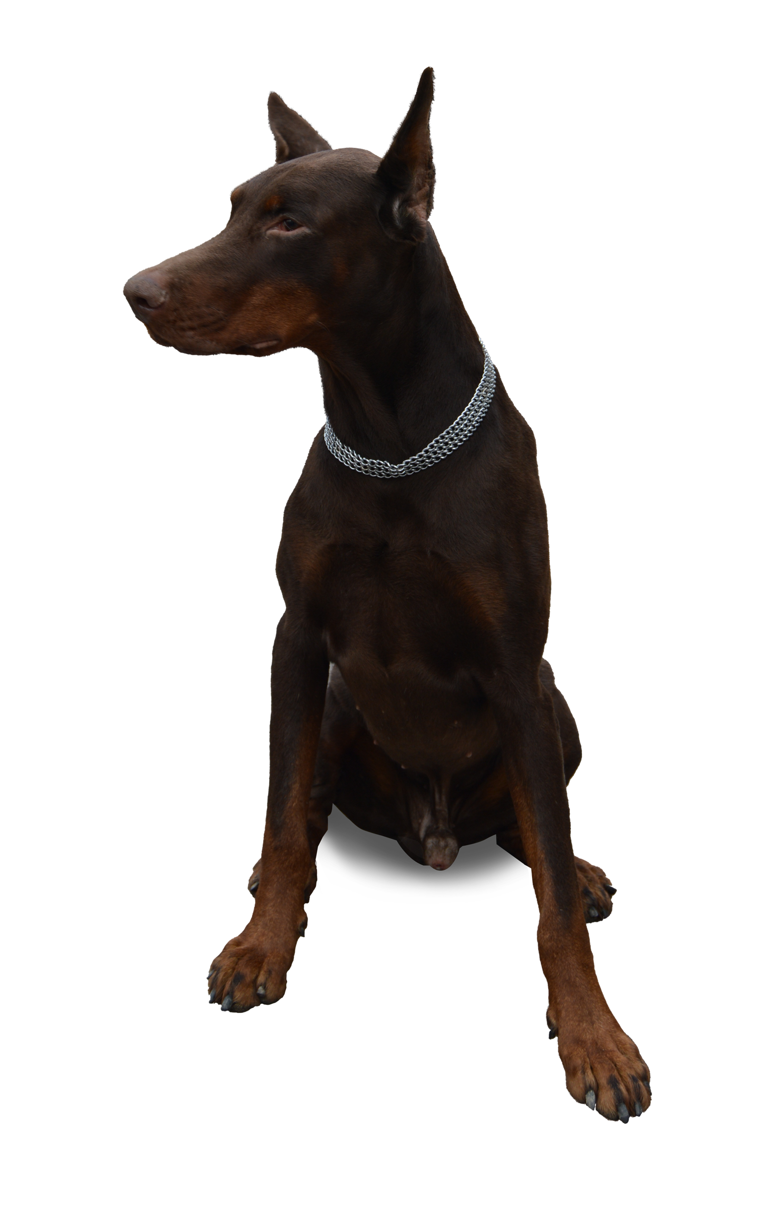 Dog PNG Transparent Image Download Size 1556x2409px