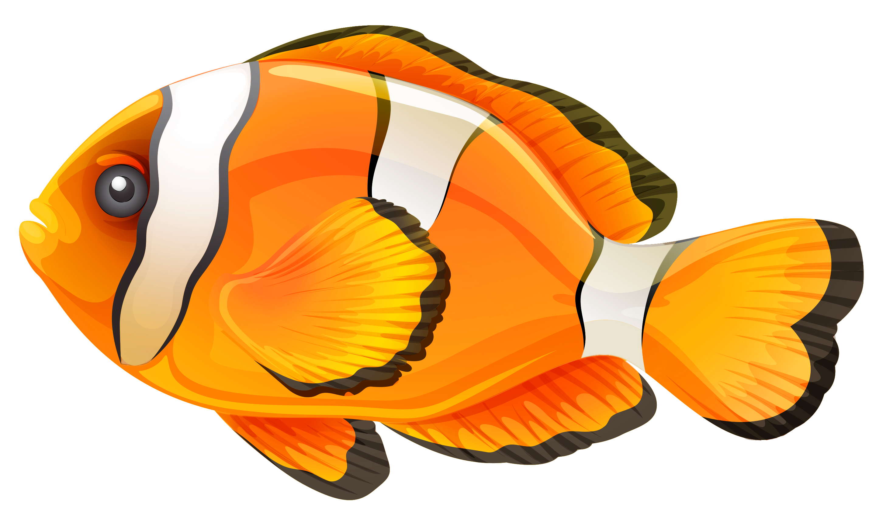 Fish PNG Transparent Image Download Size 2904x1697px