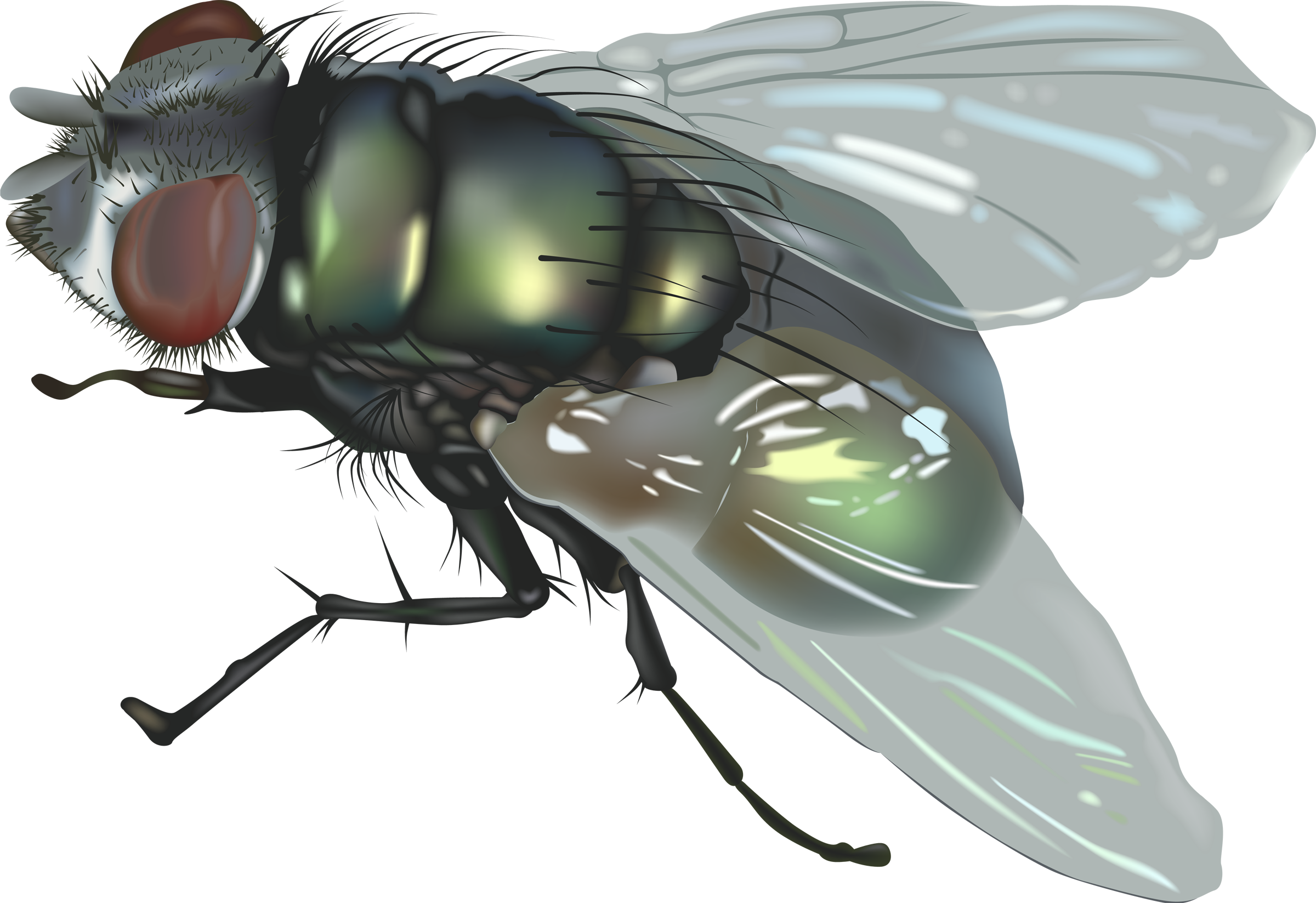 Fly PNG Image Fly PNG Image