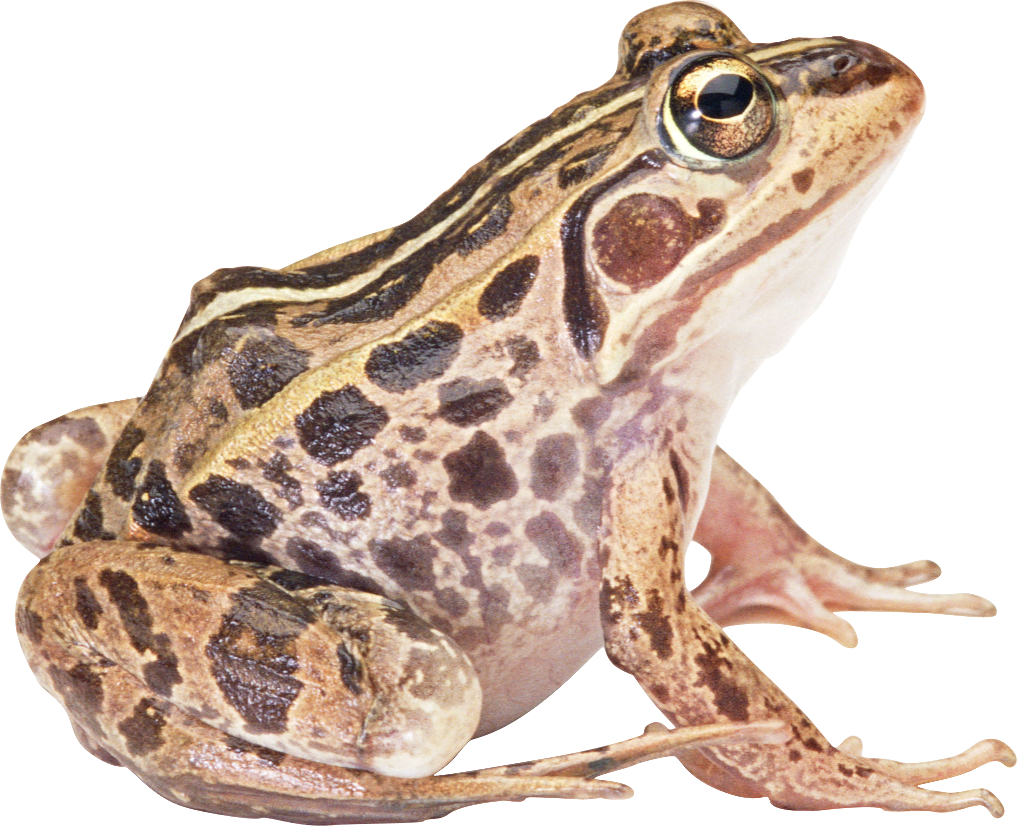 Frog PNG Frog PNG