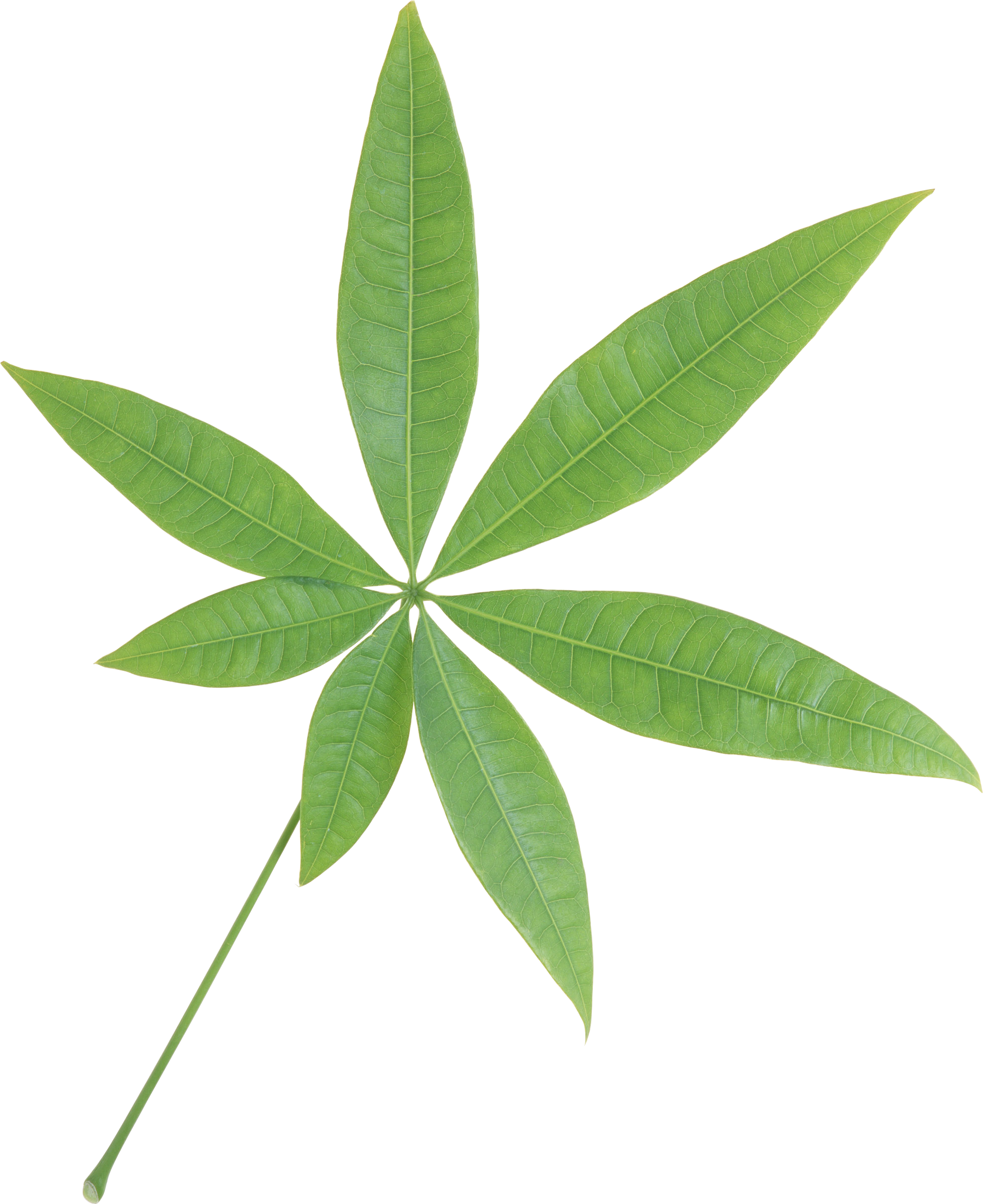 Green Leaf PNG Transparent Image Download Size 1985x2432px Green Leaf PNG Transparent Image Download Size 1985x2432px