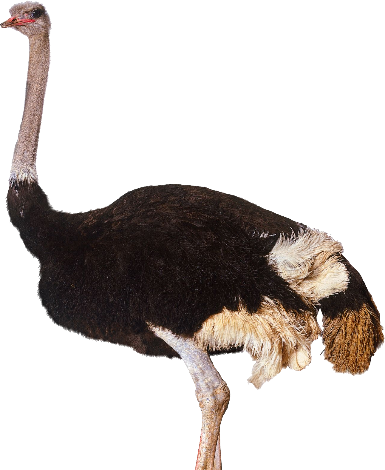 Ostrich PNG