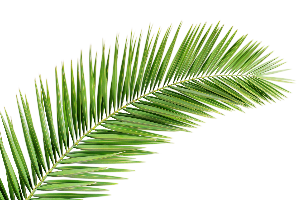 Palm Tree PNG