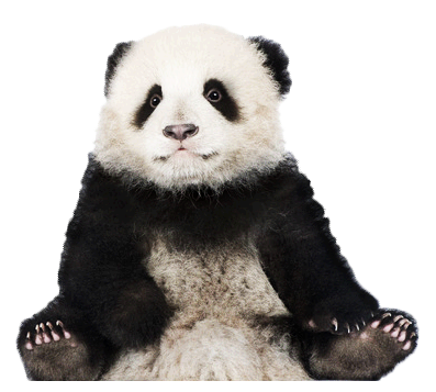 Panda PNG Panda PNG