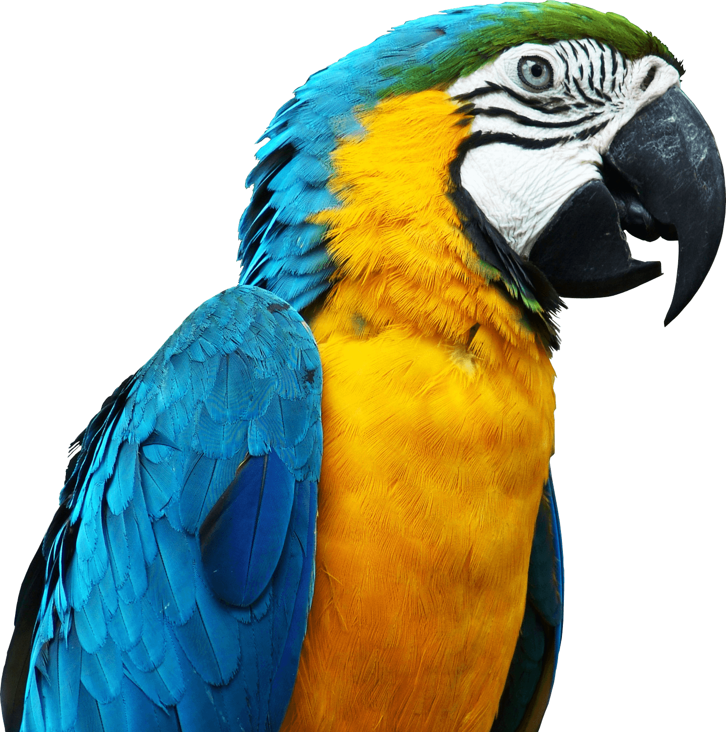 Parrot PNG Image Parrot PNG Image