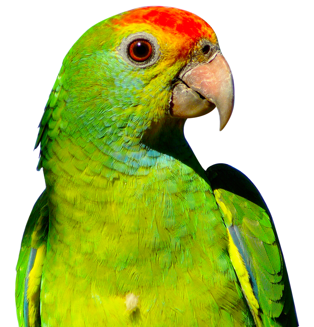 Parrot PNG Image