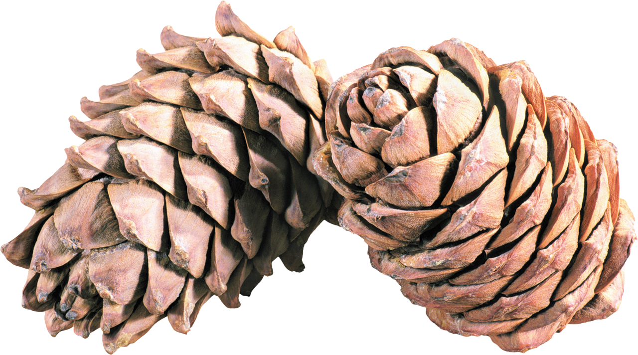 Pine Cone PNG