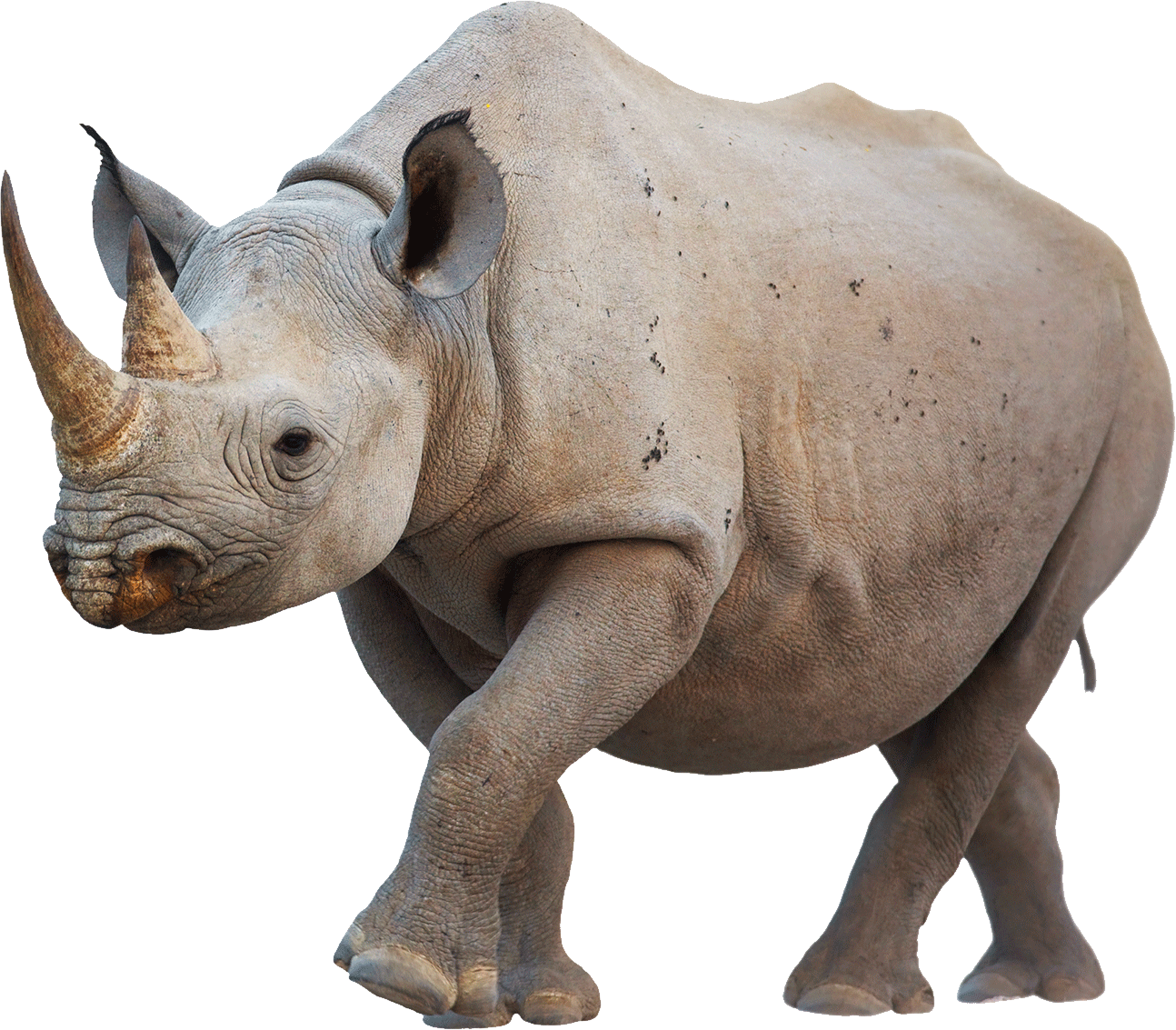 Rhino PNG Transparent Image Download Size 1294x1133px