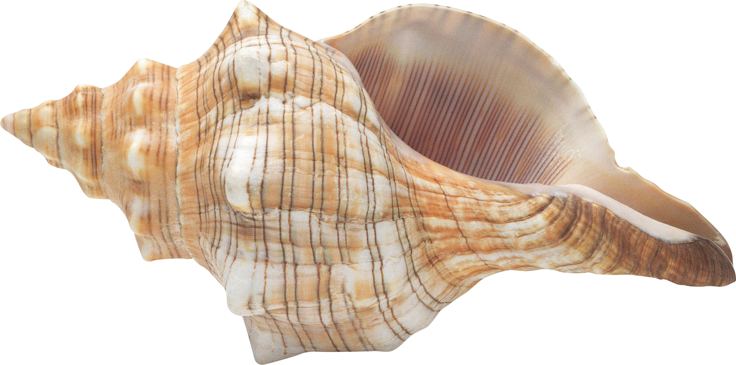 Seashell PNG Transparent Image Download Size 2472x1225px