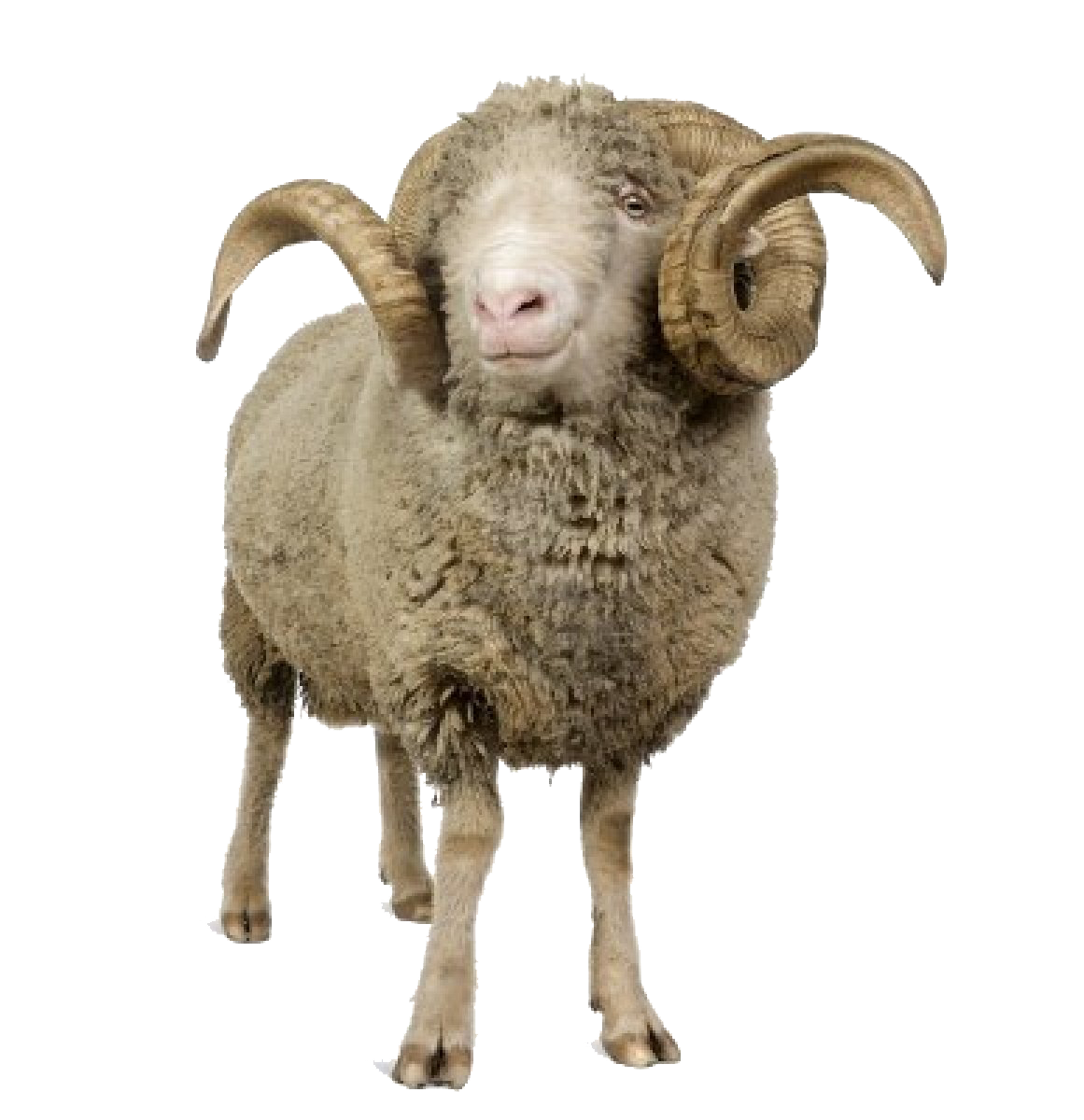 Sheep PNG Image Sheep PNG Image