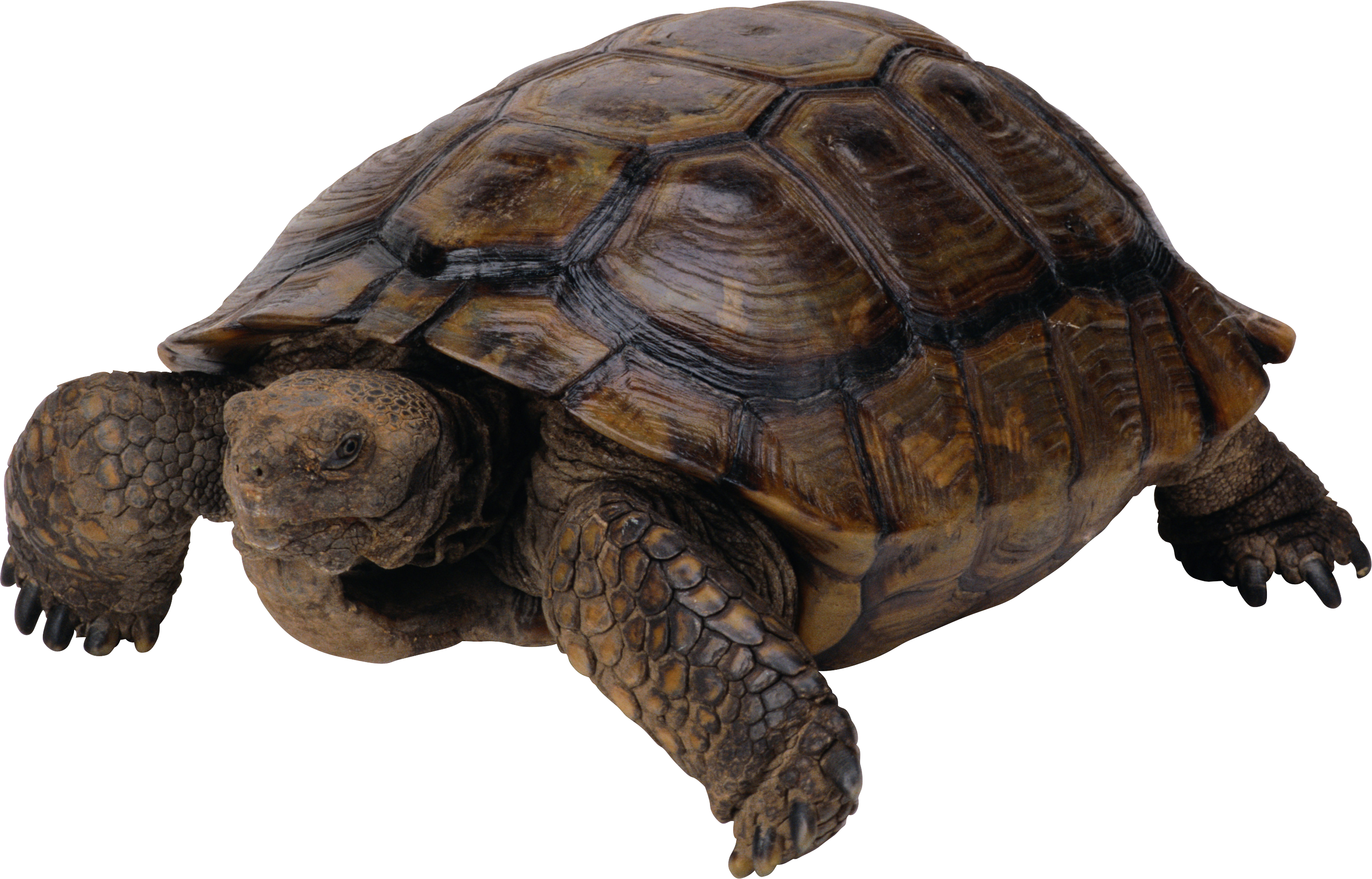 Turtle PNG