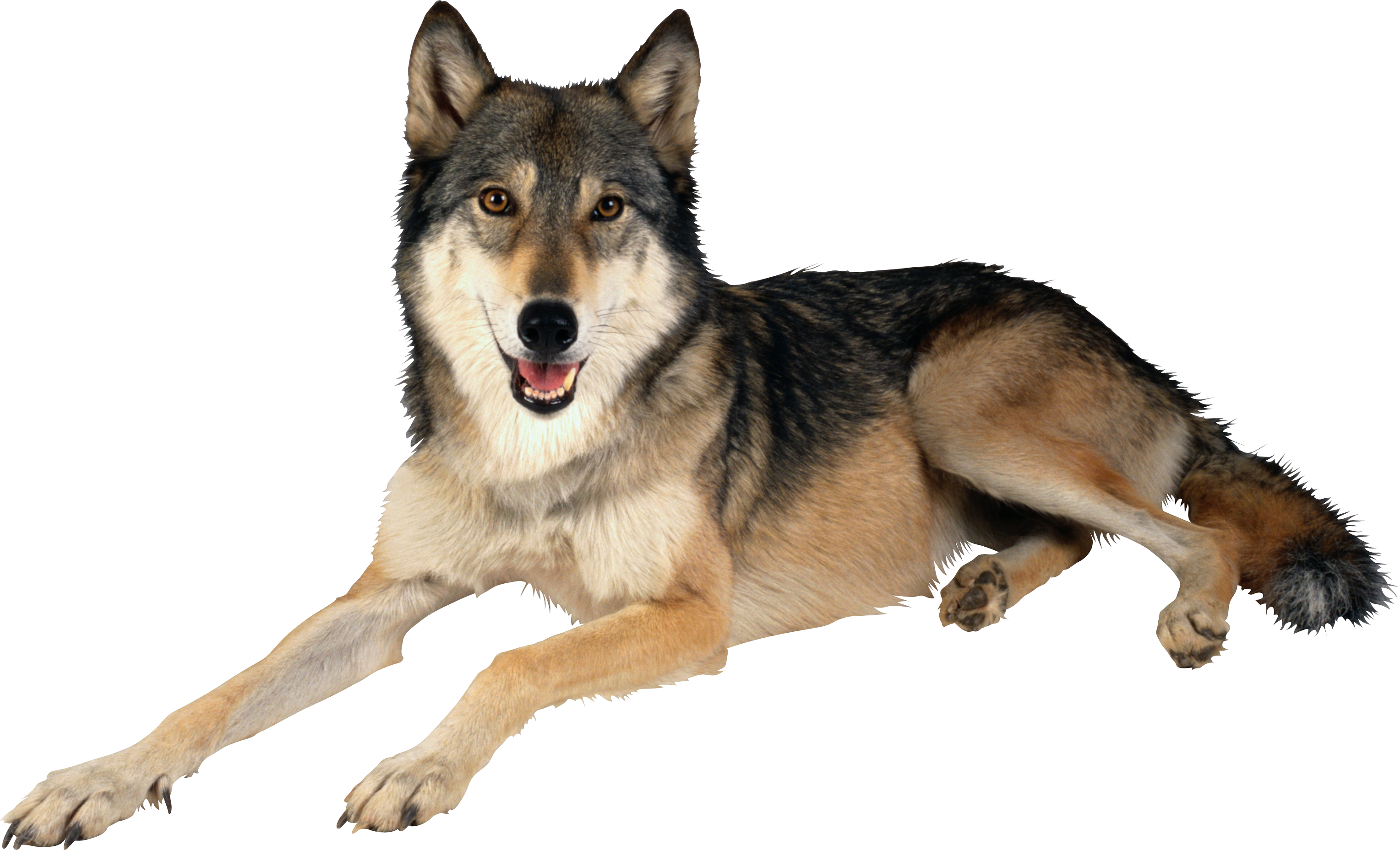 Wolf Png Image Wolf Png Image