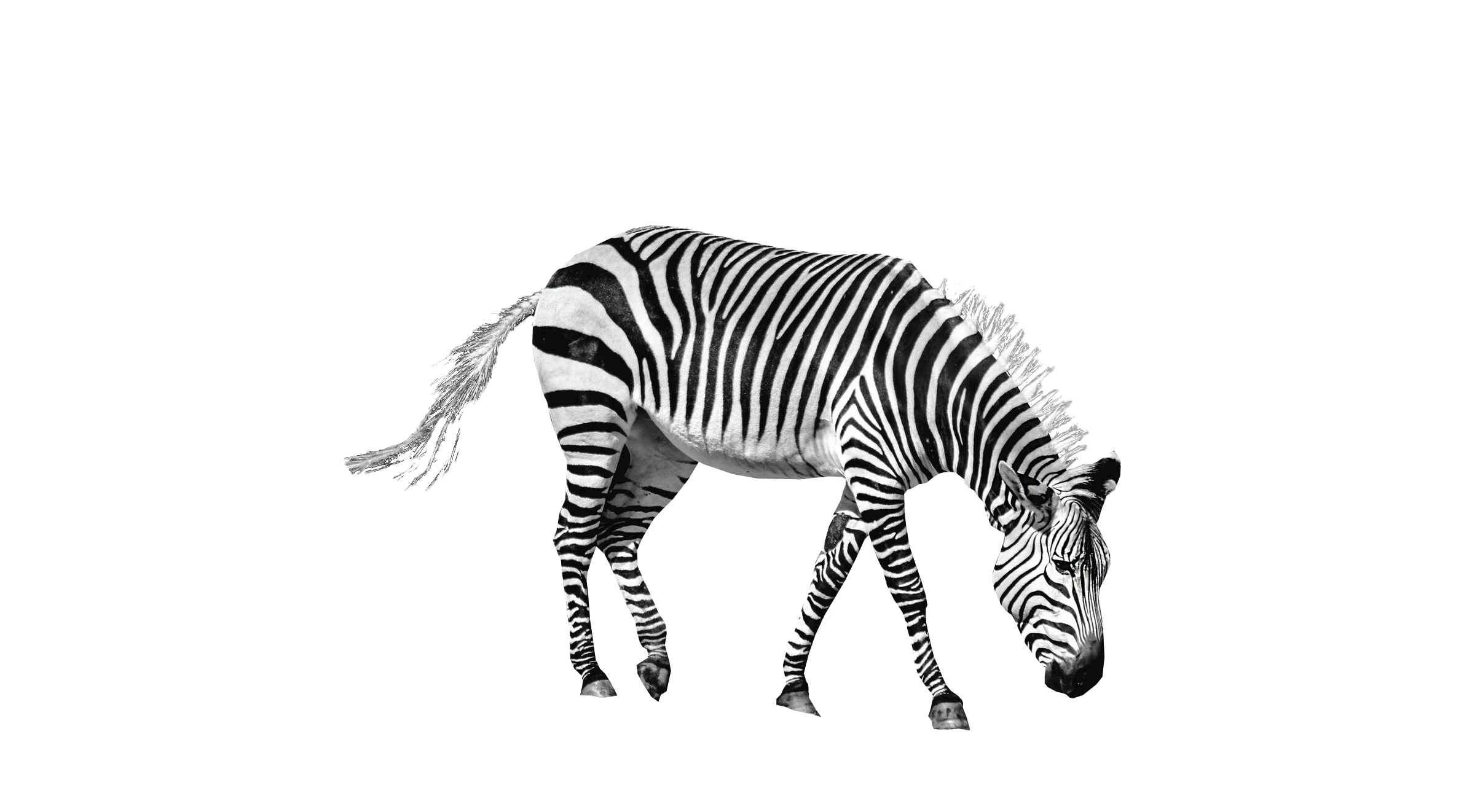 Zebra PNG Image